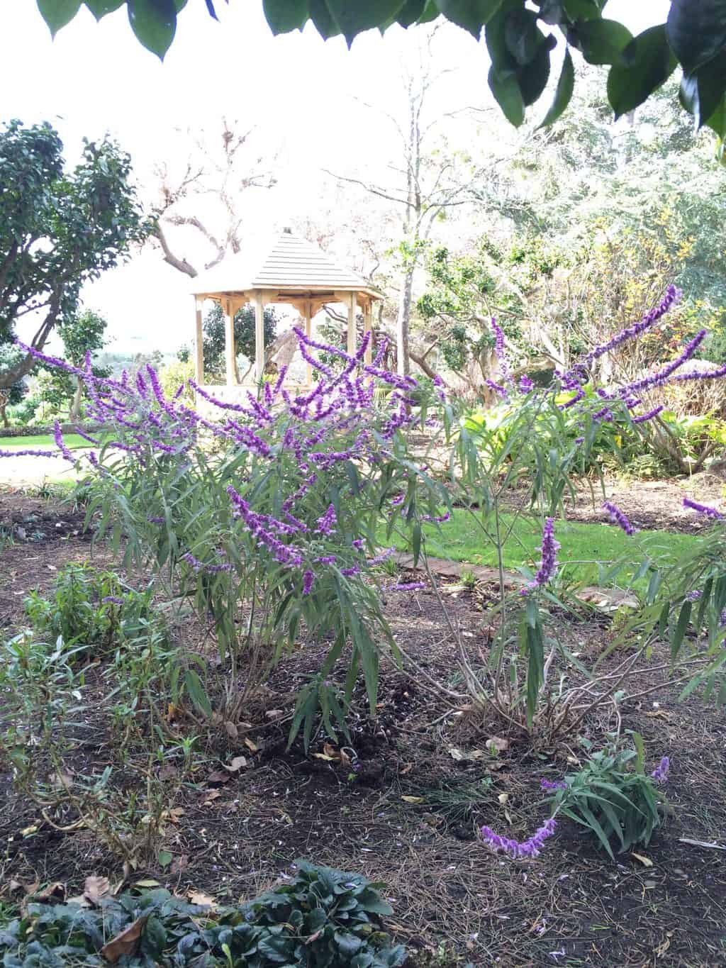 Gallery – Bason Botanic Gardens – Whanganui