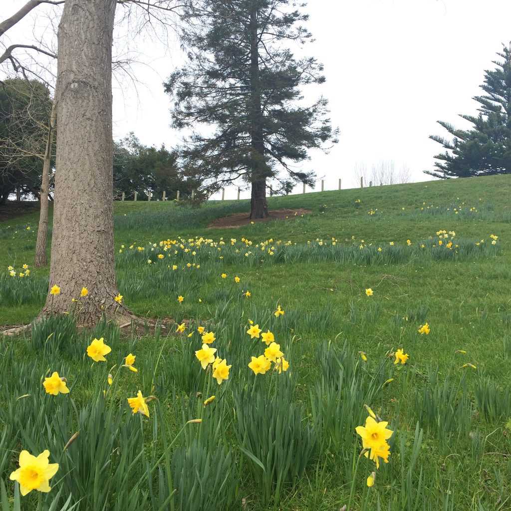 Gallery – Bason Botanic Gardens – Whanganui