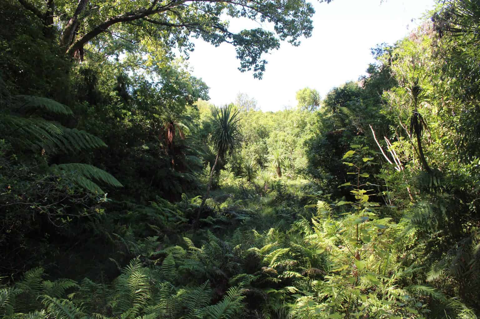 Gallery – Bason Botanic Gardens – Whanganui