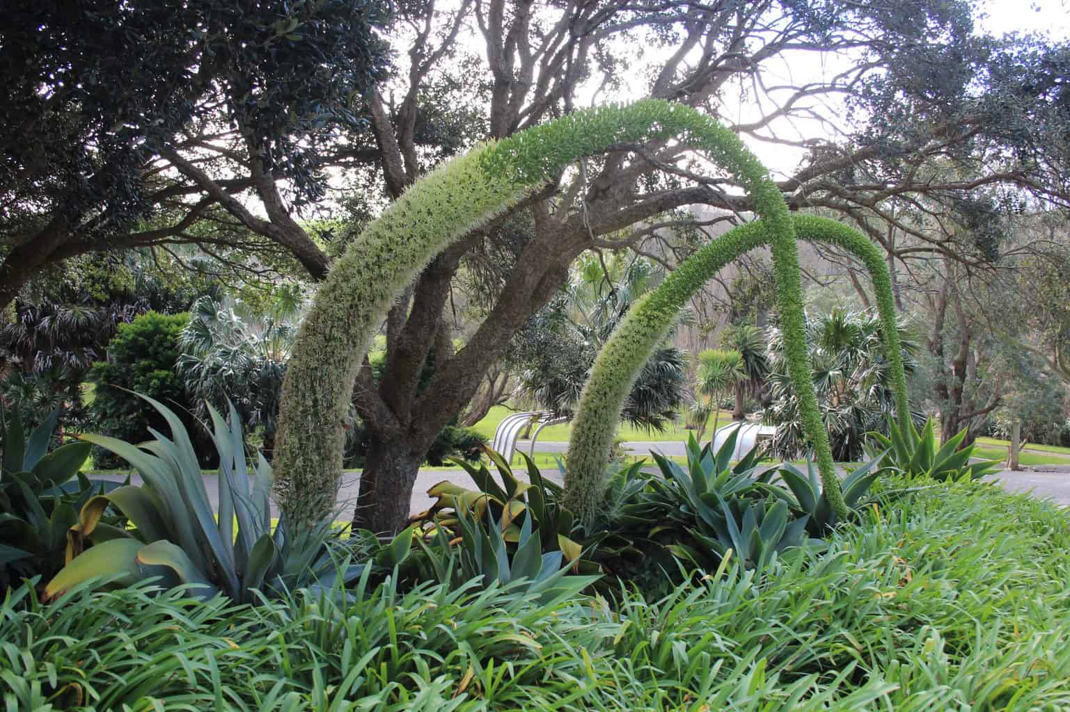 Gallery – Bason Botanic Gardens – Whanganui