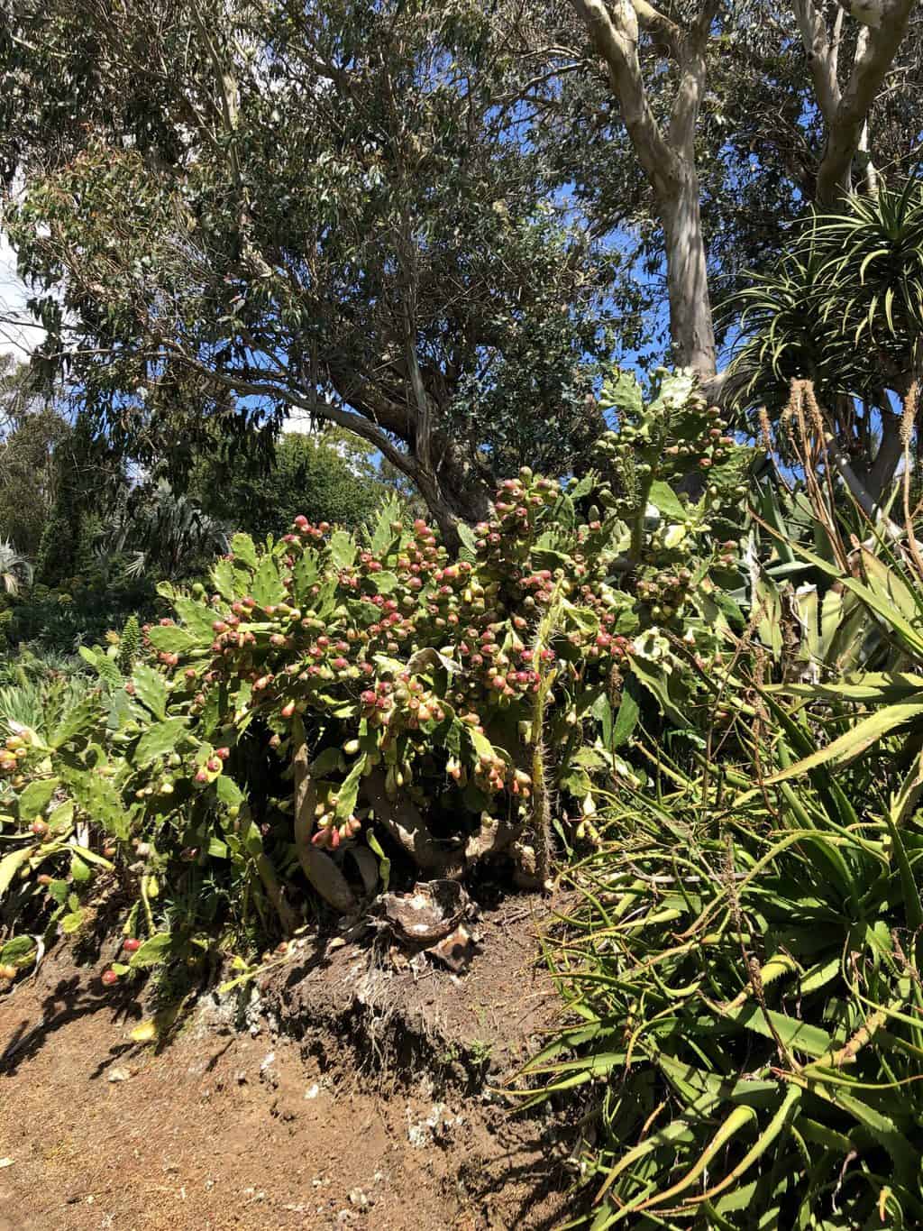 Gallery – Bason Botanic Gardens – Whanganui