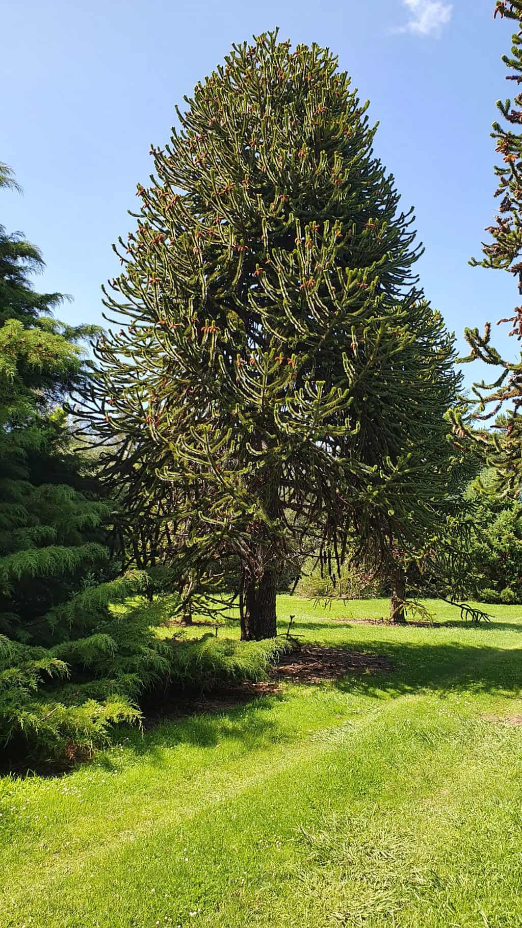 Arboretum - Bason Botanic Gardens - Whanganui