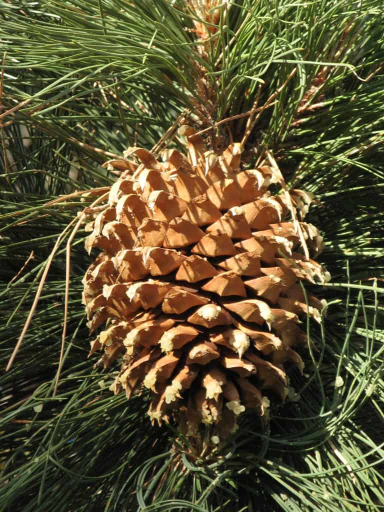 Pinus coulteri - Bason Botanic Gardens - Whanganui